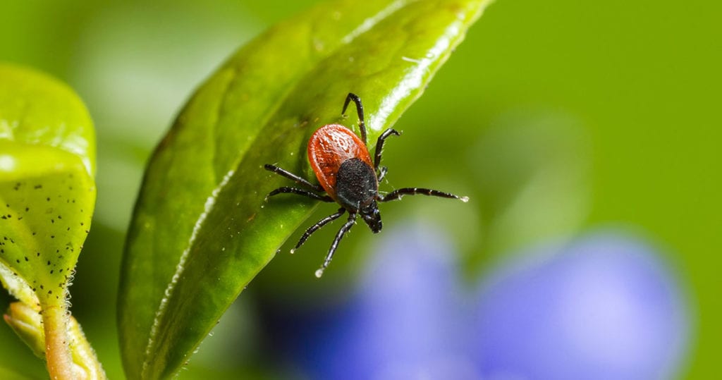 How to Keep Ticks Out of Your Yard - Classic Pest Control & Insulation