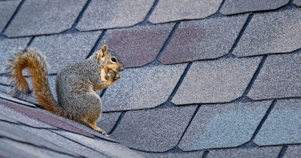 How Pests Can Damage Your Home | Classic Pest Control & Insulation