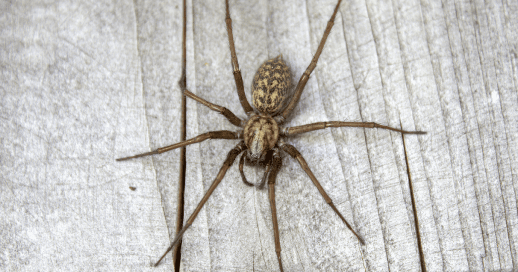 What is That Giant Spider in my House? Everything You Need to Know ...
