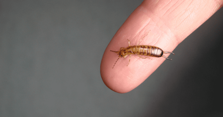 Do Earwigs Actually Crawl in Your Ears? | Classic Pest Control & Insulation